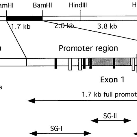 Schematic Representation Of The Hpmca1 Promoter And Promoter Deletion