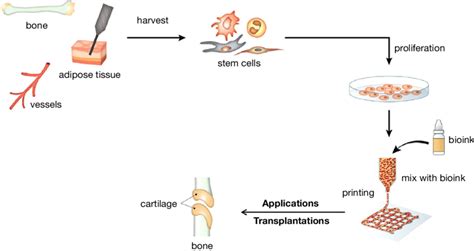 3d Bioprinting Of Cell Laden And Biomaterial Based Scaffold Kwon Sg Download Scientific