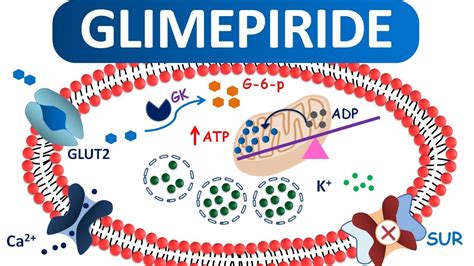 Glimepiride Tablets Everything About Glimepiride 2 Mg Youtube