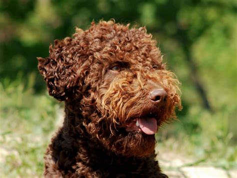 Italienischer Wasserhund Lagotto Romagnolo Im Portrait Hunde