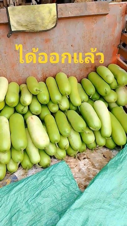 เก็บแฟง Farming แฟง Youtube