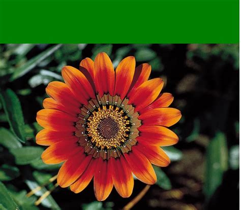 Html как наложить Border на картинку Stack Overflow на русском