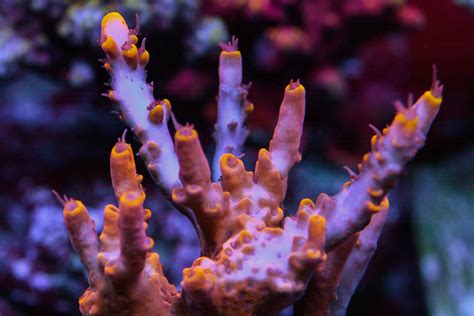 Some Of My Acro Collection Page 50 Reef2reef