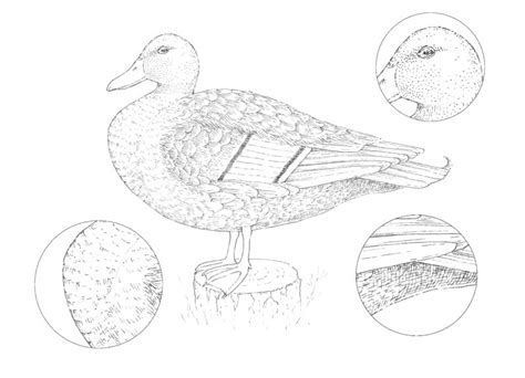 How To Draw A Duck With Ink And Water Soluble Tinted Graphite Pencils