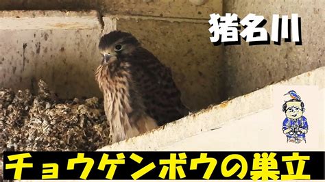 猪名川のチョウゲンボウヒナは育ったか野鳥観察うっちー探検発見ほっとけん内山裕之 YouTube