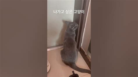 고양이는 왜 나가고 싶은걸까 Youtube
