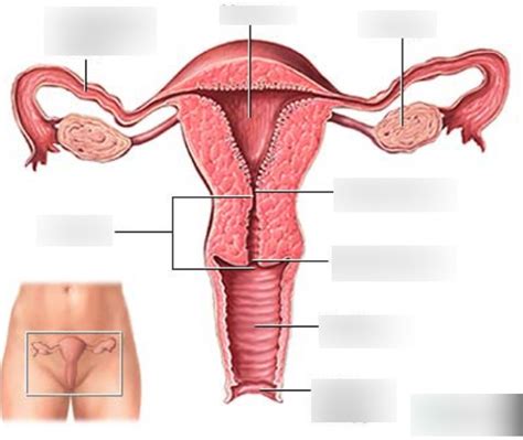 Female Duct System Diagram Quizlet