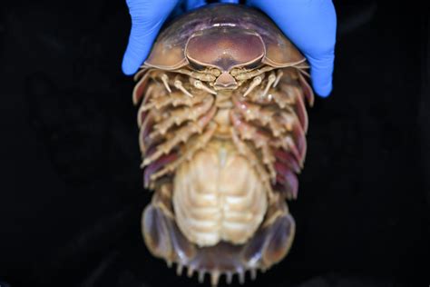 ‘darth Vader Giant Isopod Sold Widely As Seafood Raises Concerns