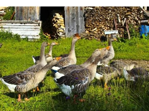 Продам гуся 6 штук живьём Домашние жирный хорошо упительный 8 927 950 12 38 Город Сибай