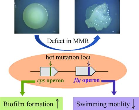 Summary Of The Genetic And Phenotypic Variations In The P Lipolytica
