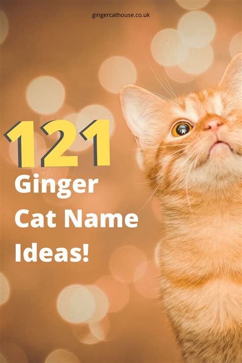 Trying To Find The Perfect Name For Your Ginger Cat 121 Cat Names To Give Your Inspiration For