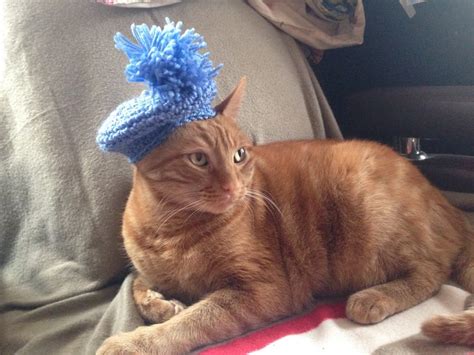 Котик в шапке