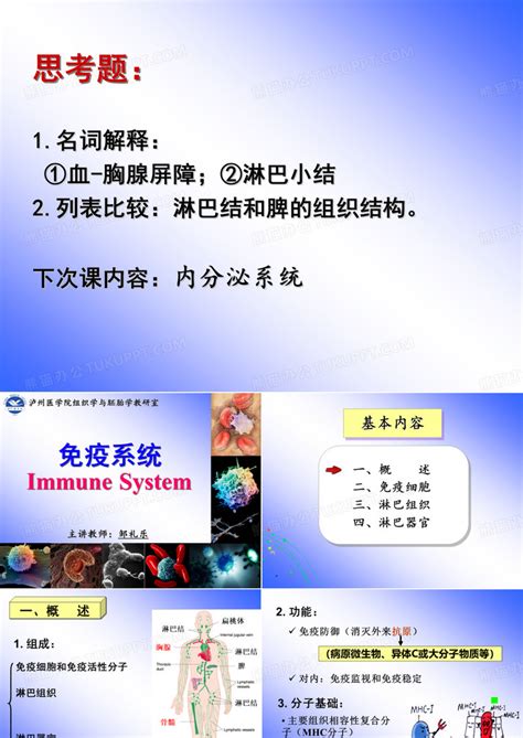 免疫系统ppt模板下载 编号qjavraad 熊猫办公