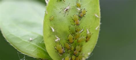 Aphids What Are They And How To Treat The Diggers Club