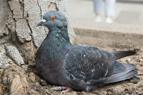 Quasibinomial Model In R Glm Random Effect