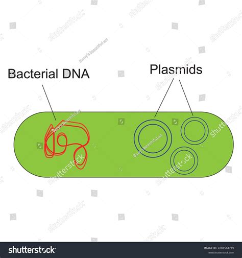 Illustration Bacterium Showing Chromosomal Dna Plasmids Stock Vector
