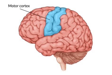 Stroke In The Motor Cortex What To Expect And How To Recover