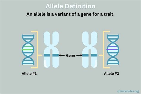 Allele Definition And Examples In Genetics
