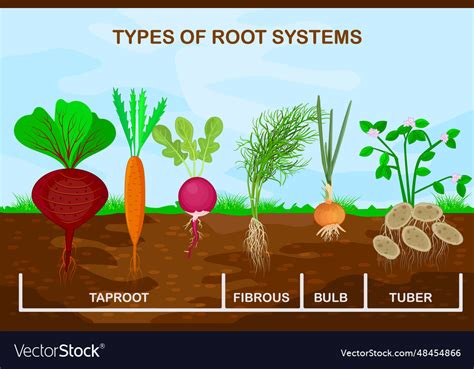 Types Root Systems Of Plants Royalty Free Vector Image