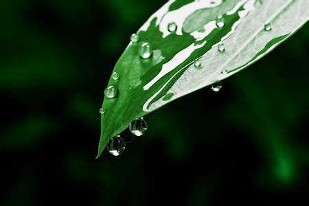 滴水的叶子高清图片下载 正版图片600263499 摄图网
