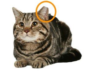 Cat Ear Tipping Everything You Need To Know Kitty Devotees
