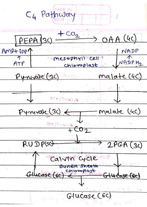 Hatch Slack Pathway C4 Pathway Pdf Biological Sciences Science