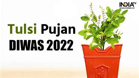 Tulsi Pujan Diwas 2022 Date Significance And Puja Vidhi Know Why You