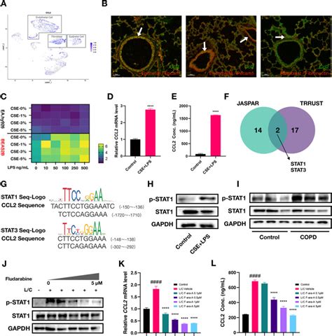 Targeting Ccl2 Ccr2 Signaling Pathway Alleviates Macrophage Dysfunction In Copd Via Pi3k Akt