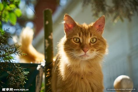 猫摄影图 家禽家畜 生物世界 摄影图库 昵图网