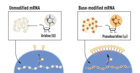 Mrna Vaccine Pioneers Win Medicine Nobel Prize News Chemistry World