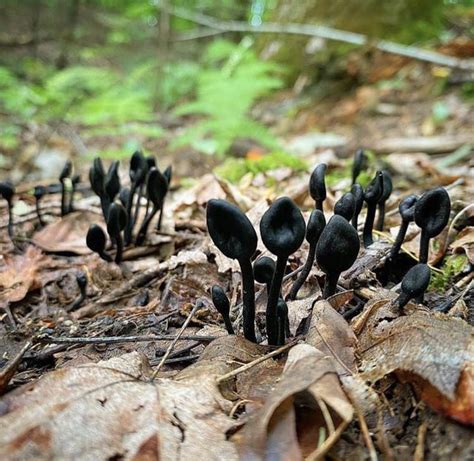 Morphdata Plugin For Skeleton And Fractal Analysis Rimagej