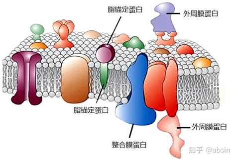 膜蛋白研究必备工具去垢剂 知乎