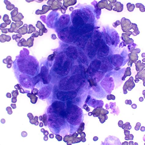 Feline Lung Digit Syndrome Awanui Veterinary