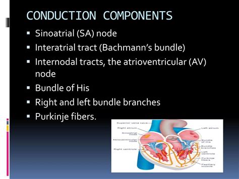 Ppt Understanding Cardiac Electrophysiology Powerpoint Presentation