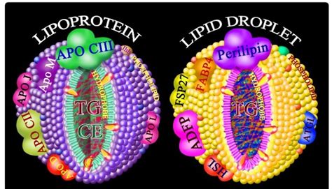 Lipoprotein Structure Versus Lipid Droplet Structure