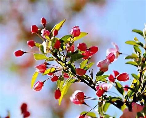 金海棠金海棠珠花步摇图片大山谷图库