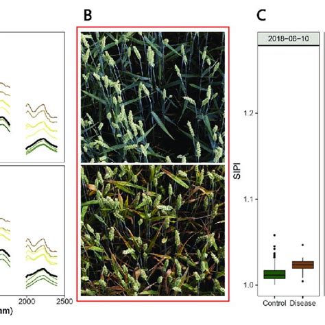 Overview Of Wheat Phenology Canopy Reflectance Measurements Visual Download Scientific