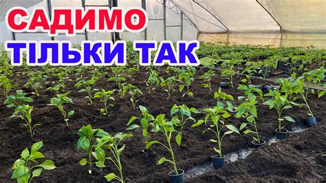 Як садити перець в теплиці ПРОСТО Youtube