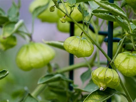 Tomatillo Plant Problems Reasons For An Empty Husk On Tomatillos