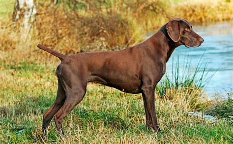 German Shorthaired Pointer Burkes Backyard