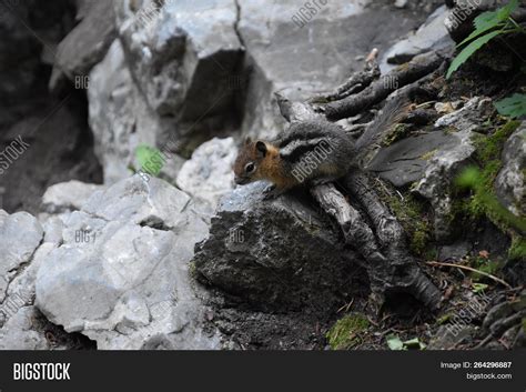 Western Chipmunk Image And Photo Free Trial Bigstock