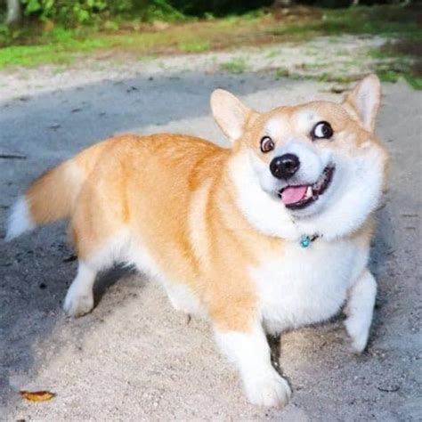 Funny Corgi Face