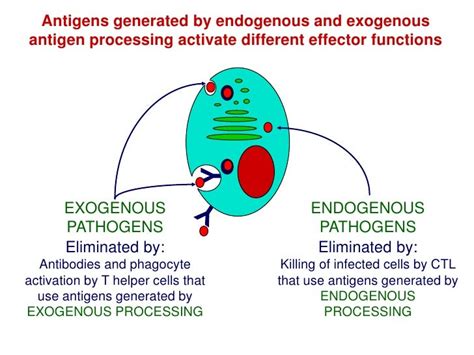 Antigen Processing