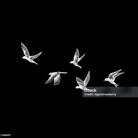 손으로 그린 스트로크 새 무리 스케치를 그립니다 검정색 배경입니다 영감 바디 플래시 문신 잉크 벡터 비둘기에 대한 스톡 벡터 아트 및 기타 이미지 Istock