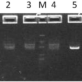 Schematic Of RNA Degradation Under Extreme Alkaline PH Conditions A Download Scientific