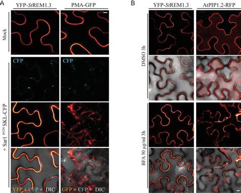 Figures And Data In Structural Basis For Plant Plasma Membrane Protein