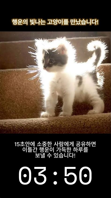 뷰티백과사전 ‎행운의 빛나는 고양이 🐱ྀི ⋆🐾° ᡣ𐭩 행운을 전해준다고 함 속는 셈치고 한번 해봐~ •ﻌ