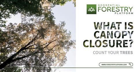 Counting Trees Forestry Tree Compartments Africa