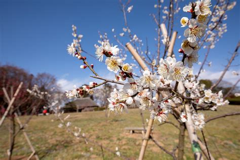 古河公方公園古河総合公園御所の梅林公園へ行こう
