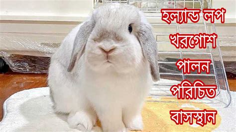 Holand Lop Rabbit। খরগোশ পালন। Rabbit Lover Bd Holand Lop Youtube